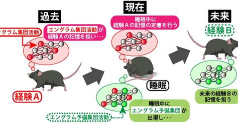 Parallel Processing Of Past And Future Memories Through Reactivation And Synaptic Plasticity