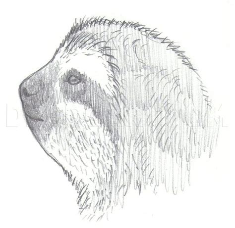 How To Draw Sloths Step By Step Drawing Guide By Makangeni