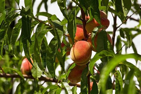 成熟的桃子在树上素材 花瓣网