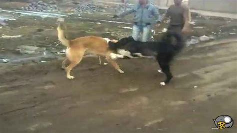 دعوا سگ سرابی