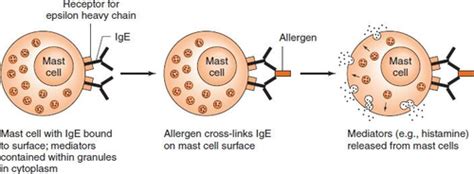 Immunological System Flashcards Quizlet