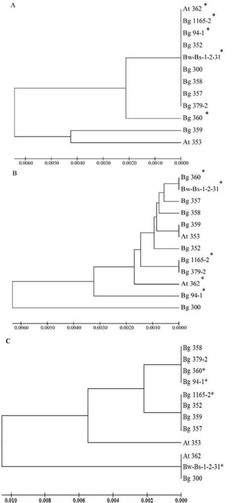 the unweighted pair group method with arithmetic mean upgma