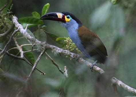 Plate Billed Mountain Toucan Andigena Laminirostris Found In The