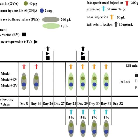 The Schematic Diagram Of Mouse Modeling And Different Treatments