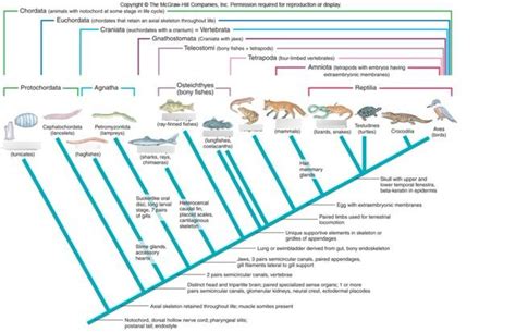 Herpetology Phylogeny Chart 2a Diagram Quizlet