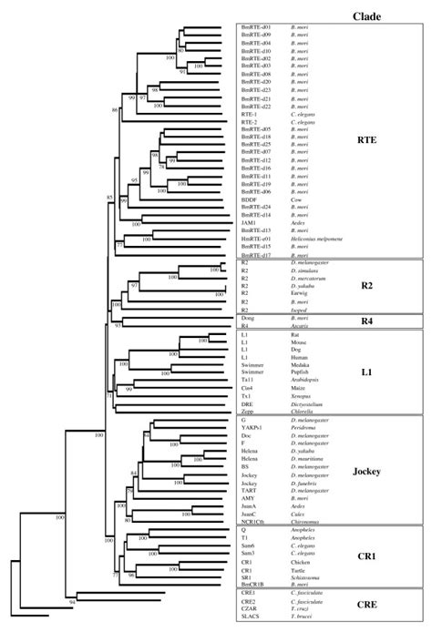 Phylogenetic Analysis Of Non Ltr Retrotransposable Elements Including Download Scientific