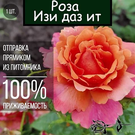 Саженец розы Изи Даз Ит / Роза флорибунда - купить с доставкой по ...