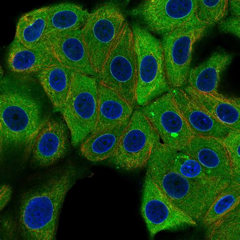 Subcellular Gapdh The Human Protein Atlas