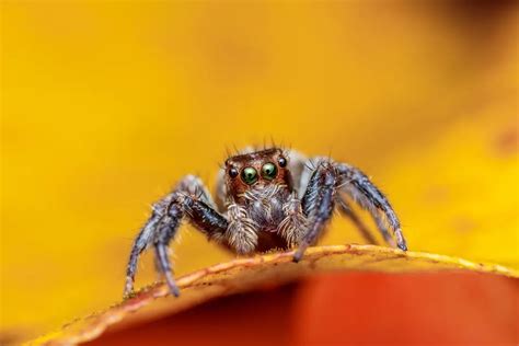 Workmans Jumping Spider Phidippus Workmani Facts Identifications And Pictures