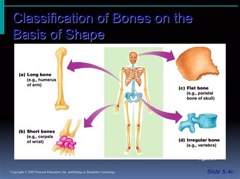Introduction Of Bones Types Structure Pptx