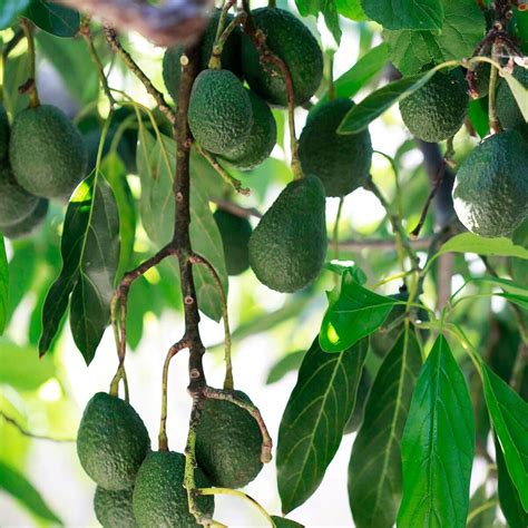 The Fascinating Journey Of Avocados From Discovery To Superfood Status