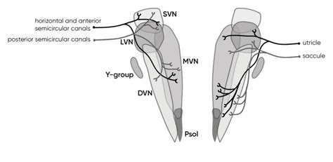 The Illustration Of The Bilateral Vestibular Nuclear Complex And Their