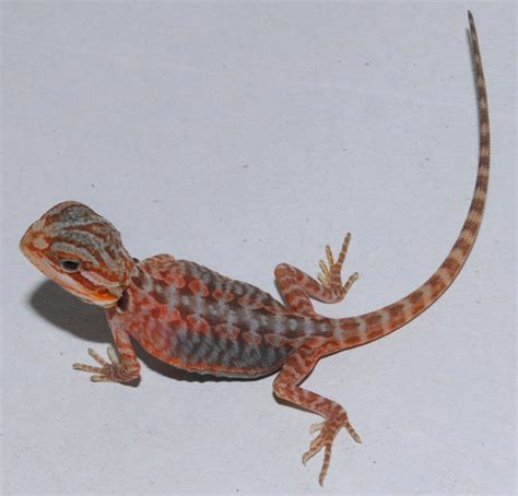 Cb 2012 Translucent Het Hypo Translucent Leather Het Hypo And Red