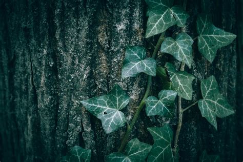 Enemy Wallpaper Photos Download The Best Free Enemy Wallpaper Stock