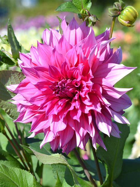 Dahlia Emory Paul Tubers Dutchgrown™ Uk