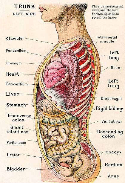 Anatomical View Of Human Torso Pictures Getty Images