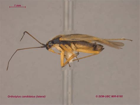 Orthotylus