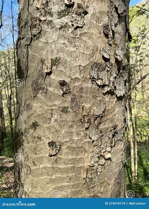 Tree Identification Bark Yellow Buckeye Aesculus Flava Stock Image Image Of Native Nature