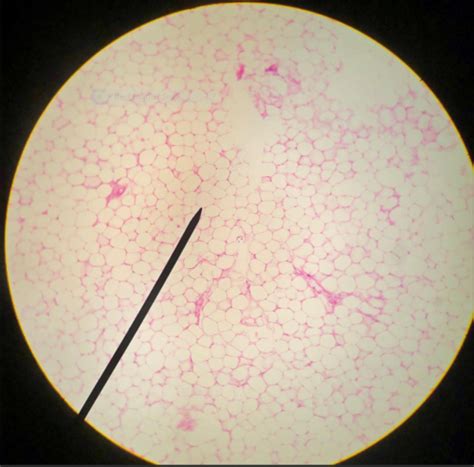 Anatomy Lab Slides Flashcards Quizlet