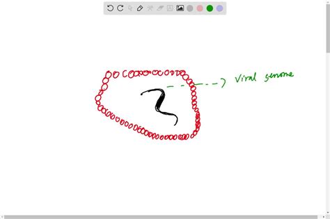 Solved Draw A Flowchart To Indicate The Steps The Body Takes When Invaded By A Virus Include