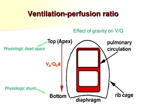 Ventilation Perfusion Inequality Shunt Vs Dead Space Reportupot