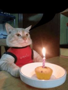 Cat Birthday S Tenor