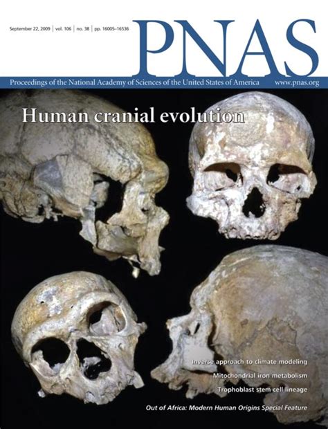 South African Fossils May Rewrite History Of Human Evolution Gap Project