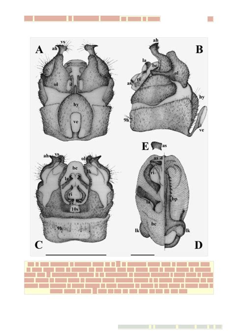 Iphylo Document Layout Analysis
