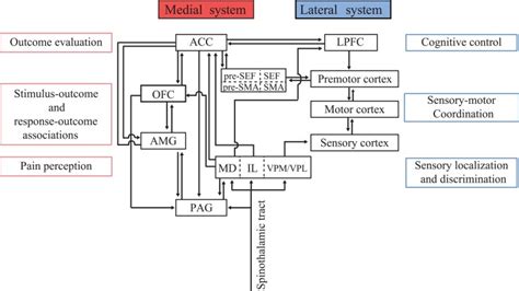 Conceptual Schema Illustrating The Functional Dichotomy Between The Download Scientific Diagram