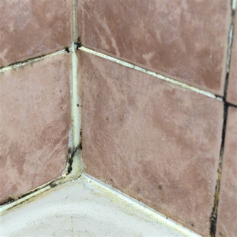 How To Identify Different Types Of Mold Resto Pros