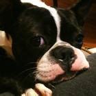 Sun Earth And Moon Fact Sheet By Cowan S Creations TPT