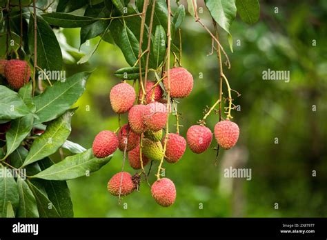 Fresh Ripe Lychee Fruits Hanging On Lychee Tree In Plantation Garden