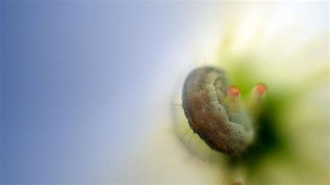 Controlling Bindweed What Is It And Best Control Methods