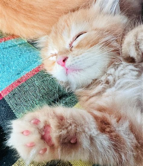 🐈coco Mickey🐾 Cocomickey2 • Instagram Photos And Videos