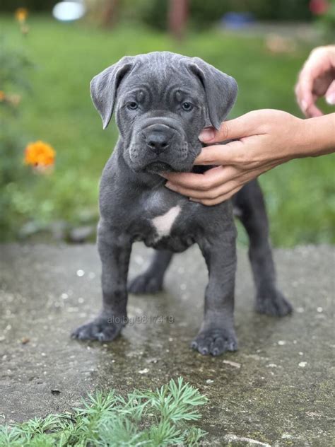 Кане Корсо Кане корсо 2 месеца Женско Чистокръвно Кучета продава