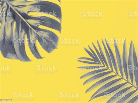 2021 년 의 트렌디 한 색상 노란색과 궁극적 인 회색을 조명 회색 손바닥과 몬스터 잎과 생생한 추상적 인 배경과 텍스트에 대한 공간을 복사합니다 열대 컨셉 및 디자인