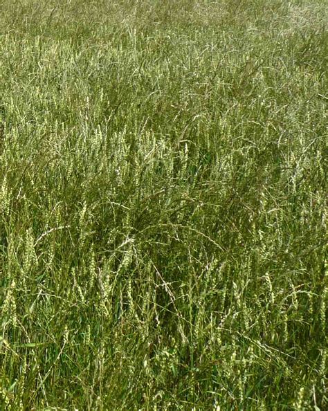 Fichiermotsagro Résistance à Des Herbicides Raygrass Résistant Aux