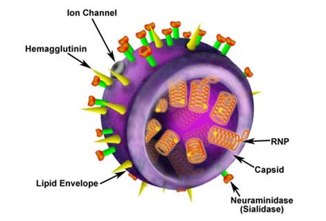 Flu A New Season Coming This Fall Communicating Science 2018w109