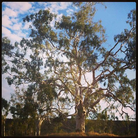 Grandfather Ghost Gum Mei Lai Swan