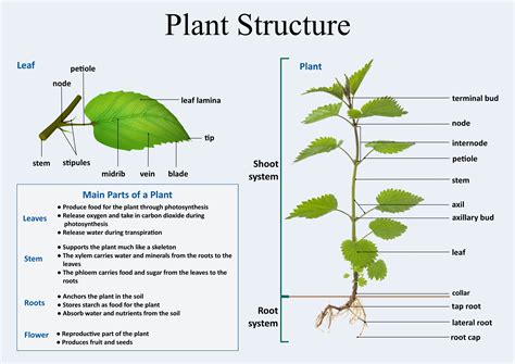 Parts Of A Leaf And Their Functions Free Printable Worksheet