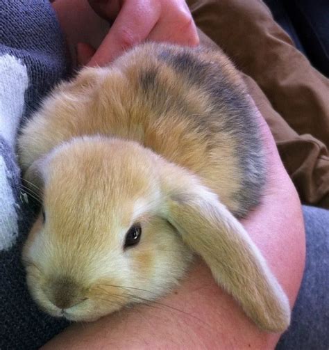 Dwarf Long Eared Rabbit