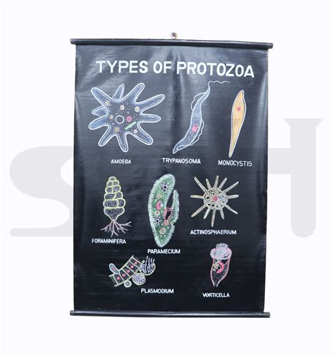 Type Of Protozoa Scientific Supply House