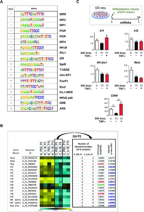 Tfbs Motifs Identified In Significant Atac Seq Peaks Associated With