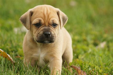 About Us — Cute Puggle