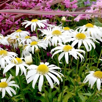 Leucanthemum X Superbum Angel Daisy Shasta Daisy Garden Center Marketing