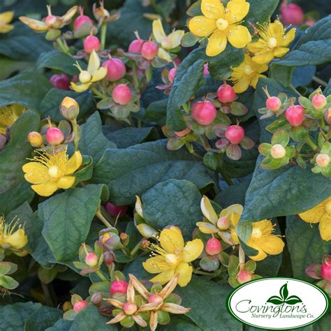 Hypericum Floralberry Rosé Covingtons