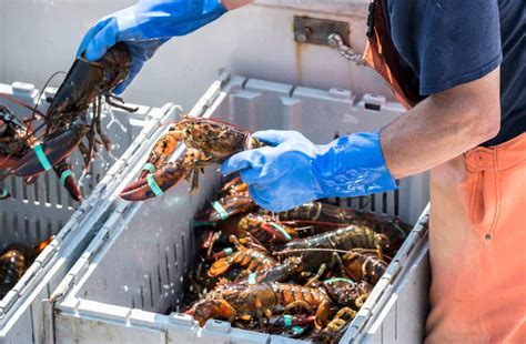 Why Is Lobster So Expensive? (Top 10 Reasons)