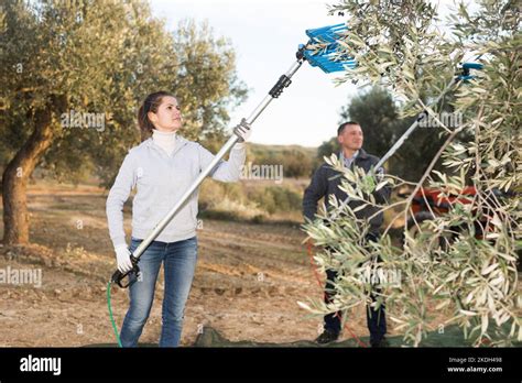 Woman With Husband Harvesting Olives Stock Photo Alamy