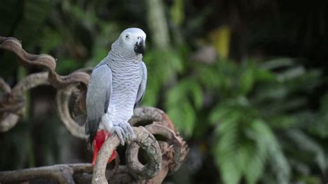 รูปภาพmacow เลือกดูภาพถ่ายสต็อก เวกเตอร์ และวิดีโอ90 Adobe Stock