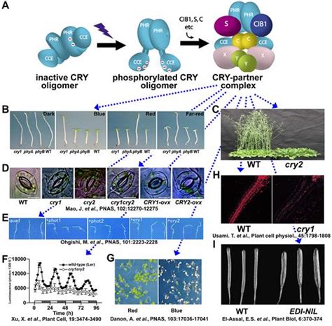 The Cryptochrome Blue Light Receptors